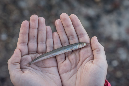 「Sprotte」の画像 - 288 件の Stock 写真、ベクターおよびビデオ | Adobe Stock