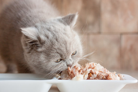 "Cat Eat" Images – Browse 251 Stock Photos, Vectors, and Video | Adobe ...