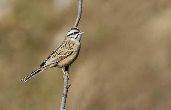 Zigolo Images – Browse 63 Stock Photos, Vectors, and Video | Adobe Stock