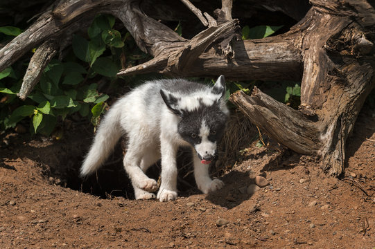 Canadian Marble Fox Baby