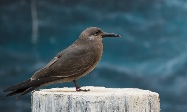 Brookfield bilder – Bläddra bland 519 stockfoton, vektorer och videor ...