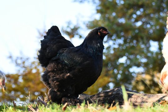 LAS 67 MEJORES IMÁGENES, FOTOS DE ARCHIVO Y VECTORES DE Riesenhuhn ...