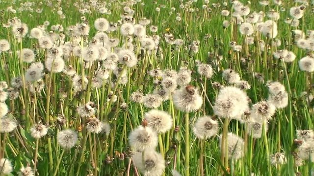 รูปภาพPusteblumenwiese – เลือกดูภาพถ่ายสต็อก เวกเตอร์ และวิดีโอ102 ...