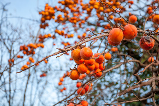 Persimmon Tree Images – Browse 76,382 Stock Photos, Vectors, and Video ...