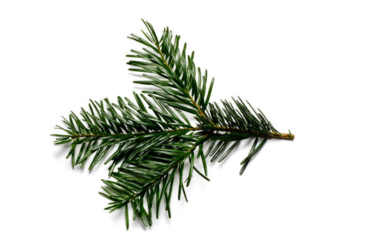 Reisig Bilder – Durchsuchen 2,119 Archivfotos, Vektorgrafiken und ...