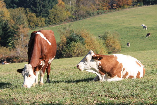 「Ruminer」の画像 - 760 件の Stock 写真、ベクターおよびビデオ | Adobe Stock