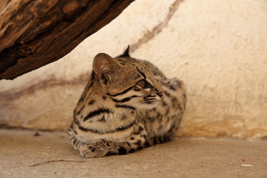 Ozelotkatze Images – Browse 27 Stock Photos, Vectors, and Video | Adobe ...