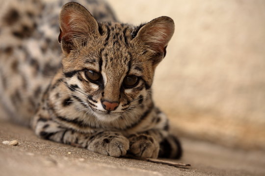 Ozelotkatze Images – Browse 27 Stock Photos, Vectors, and Video | Adobe ...
