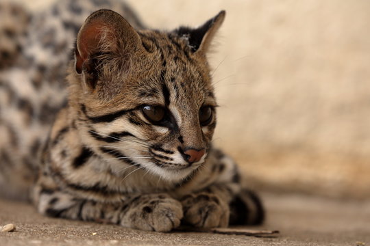 Ozelotkatze Images – Browse 27 Stock Photos, Vectors, and Video | Adobe ...