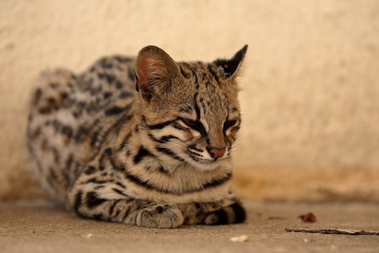 Ozelotkatze Images – Browse 27 Stock Photos, Vectors, and Video | Adobe ...