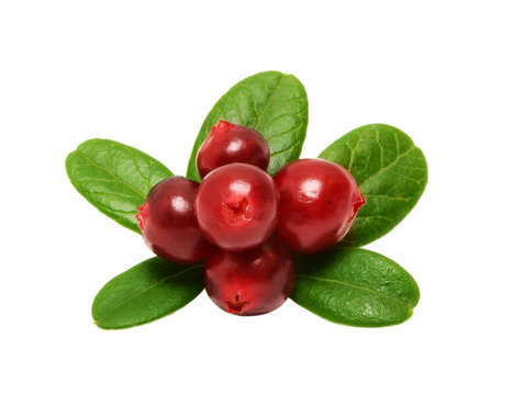 รูปภาพFoxberry – เลือกดูภาพถ่ายสต็อก เวกเตอร์ และวิดีโอ53,865 | Adobe Stock