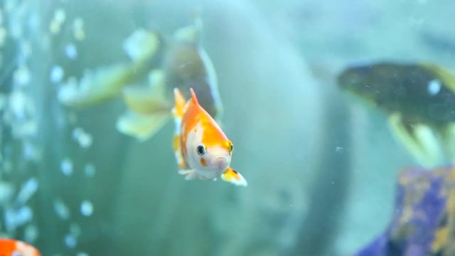 Schleierfisch Bilder – Durchsuchen 695 Archivfotos, Vektorgrafiken und ...
