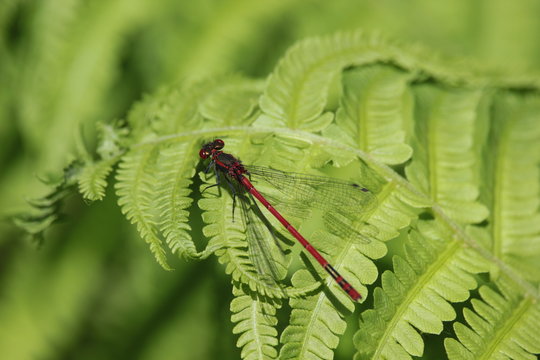 Liebelle Images – Browse 49 Stock Photos, Vectors, and Video | Adobe Stock