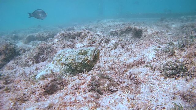 Obrázky Stenfisk – procházejte fotografie, vektory a videa 12 | Adobe Stock