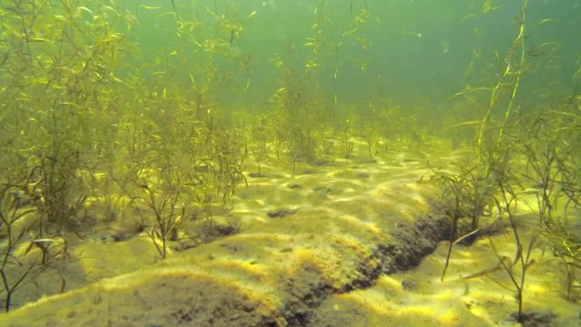 "Sunken Logs" Bilder – Durchsuchen 70 Archivfotos, Vektorgrafiken und ...