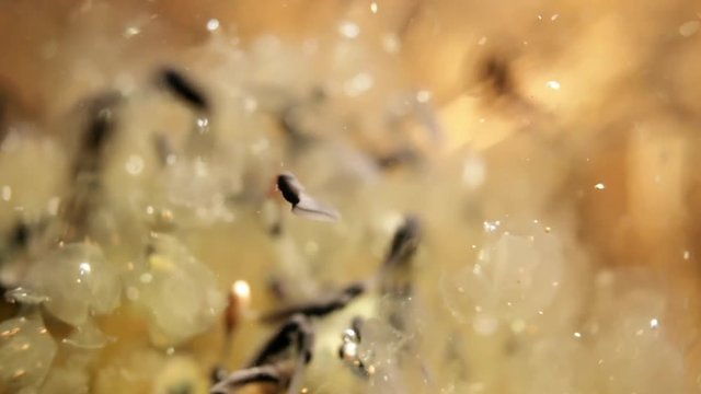 Tadpole bilder – Bläddra bland 11,967 stockfoton, vektorer och videor ...
