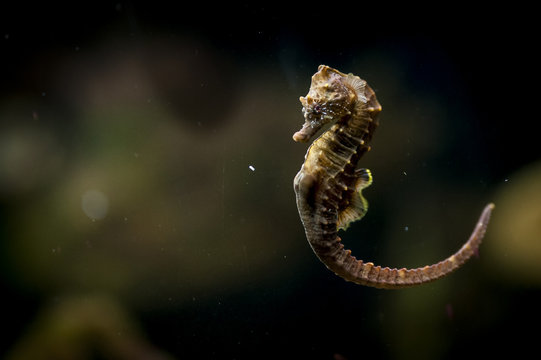 Hippocampe Images – Browse 349 Stock Photos, Vectors, and Video | Adobe ...