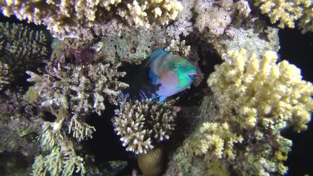 Bleeker Images – Browse 133 Stock Photos, Vectors, and Video | Adobe Stock