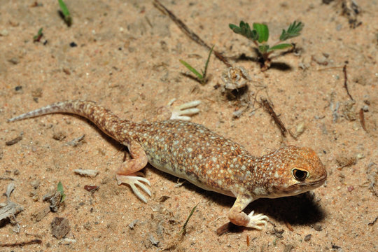 "Barking Gecko" Images – Browse 78 Stock Photos, Vectors, and Video ...