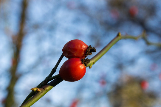 รูปภาพHiffen – เลือกดูภาพถ่ายสต็อก เวกเตอร์ และวิดีโอ325 | Adobe Stock