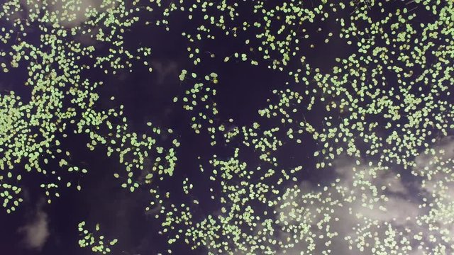 Hypertrophication Images – Parcourir 3,081 le catalogue de photos ...