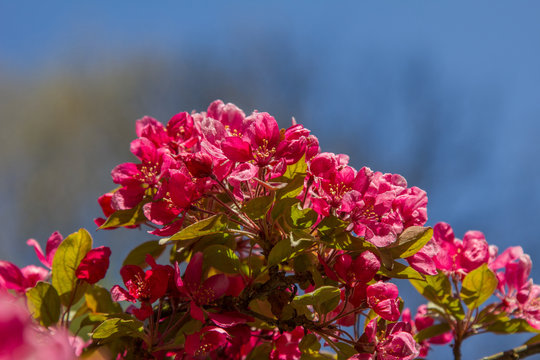 Zierapfelbaum-Bilder: Stock-Fotos & -Videos. | Adobe Stock