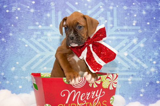 Christmas Boxer Puppies Wallpaper