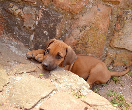 Rhodesian-Ridgeback Bilder – Durchsuchen 6 Archivfotos, Vektorgrafiken ...