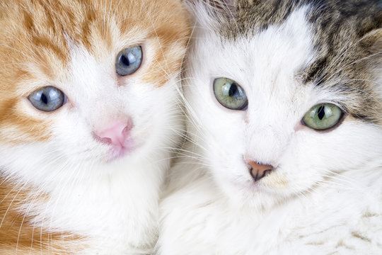 Kedi bilder – Bläddra bland 2,233 stockfoton, vektorer och videor ...