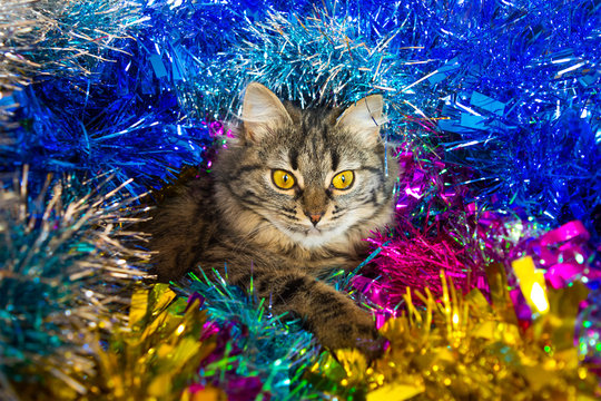 Fluey Bilder – Durchsuchen 667 Archivfotos, Vektorgrafiken und Videos ...