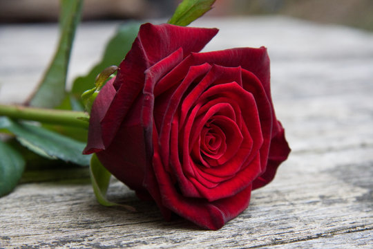 Stielrose Images – Browse 33 Stock Photos, Vectors, and Video | Adobe Stock