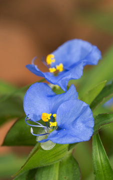 Dayflower Images – Browse 14,156 Stock Photos, Vectors, and Video ...