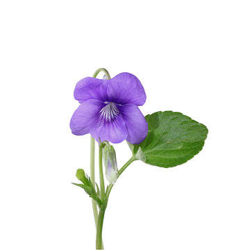 "Violette-Bilder: Stock-Fotos & -Videos. | Adobe Stock