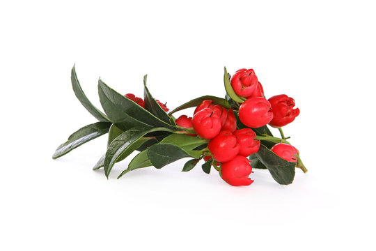 Spiceberry Images – Browse 59 Stock Photos, Vectors, and Video | Adobe ...