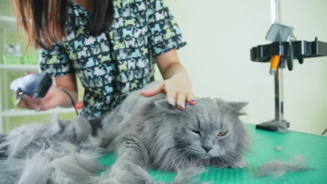 Toxoplasmosis Video Footage – Browse 99 HD Stock Video and Footage ...