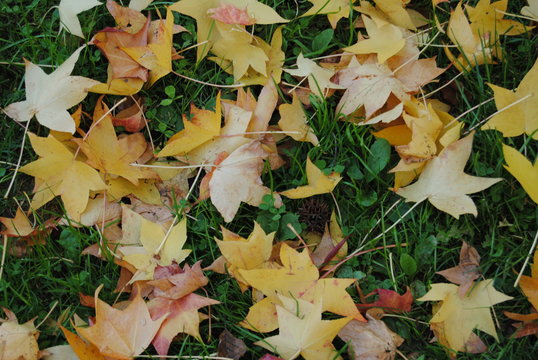 Cadute Images – Browse 572 Stock Photos, Vectors, and Video | Adobe Stock