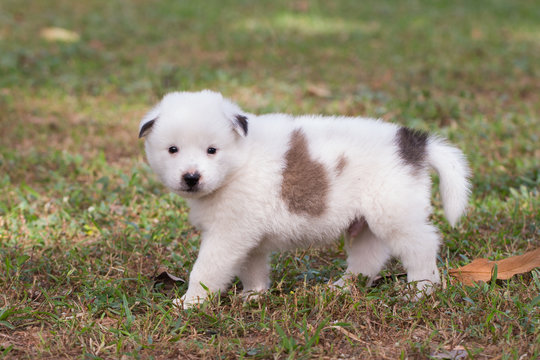 รูปภาพBangkaw – เลือกดูภาพถ่ายสต็อก เวกเตอร์ และวิดีโอ127 | Adobe Stock