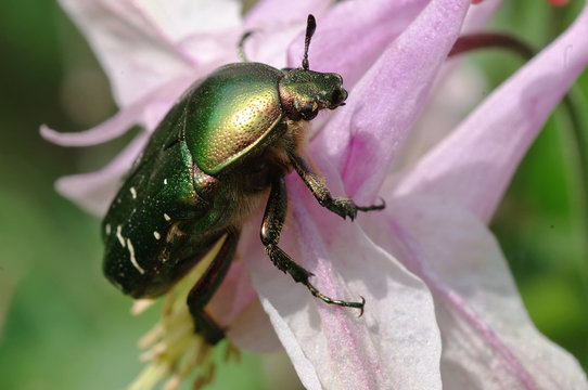 Tracheata Bilder – Durchsuchen 363 Archivfotos, Vektorgrafiken und ...