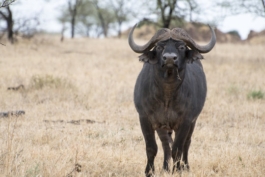 "Cape Buffalo" Images – Browse 19,837 Stock Photos, Vectors, and Video ...
