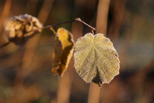「Haselnussblatt」の画像 - 100 件の Stock 写真、ベクターおよびビデオ | Adobe Stock