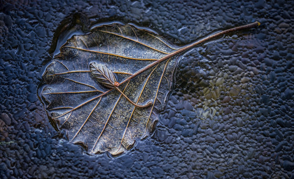 Leef Images – Browse 386 Stock Photos, Vectors, and Video | Adobe Stock