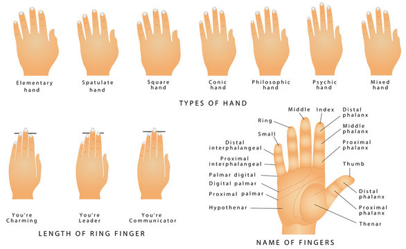 Types Of Hands In Palmistry