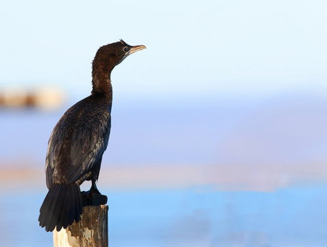 รูปภาพNeornithes – เลือกดูภาพถ่ายสต็อก เวกเตอร์ และวิดีโอ2,206 | Adobe ...