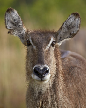 รูปภาพDoe – เลือกดูภาพถ่ายสต็อก เวกเตอร์ และวิดีโอ1,138,289 | Adobe Stock