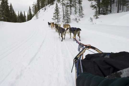 รูปภาพMushing – เลือกดูภาพถ่ายสต็อก เวกเตอร์ และวิดีโอ19,293 | Adobe Stock