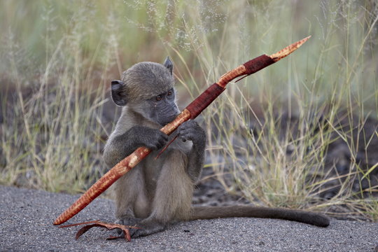 45 BEST Sjambok IMAGES, STOCK PHOTOS & VECTORS | Adobe Stock