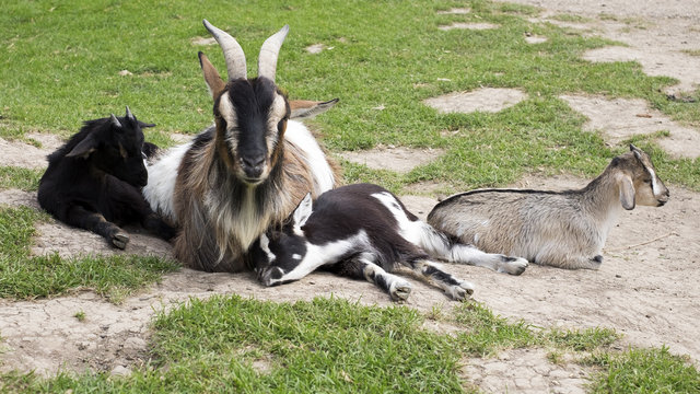 Chevreaux Images – Browse 272 Stock Photos, Vectors, and Video | Adobe ...