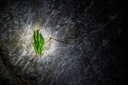 รูปภาพSprickets – เลือกดูภาพถ่ายสต็อก เวกเตอร์ และวิดีโอ175 | Adobe Stock