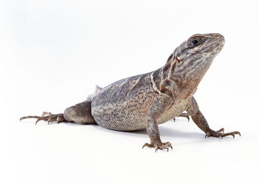 รูปภาพCuvieri – เลือกดูภาพถ่ายสต็อก เวกเตอร์ และวิดีโอ368 | Adobe Stock