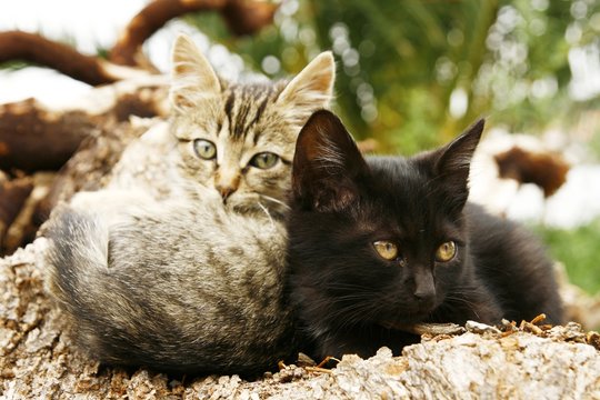 "Little Cats" Images – Browse 224 Stock Photos, Vectors, and Video ...